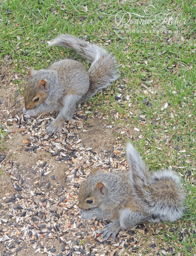 Donna's Designs: We're Certified!