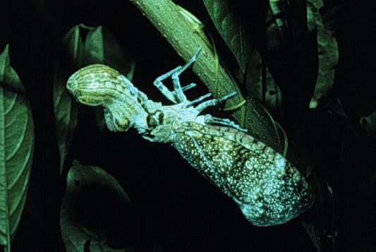 EN DONDE EL SEXO SE VUELVE OBLIGATORIO!!!: LA MACHACA