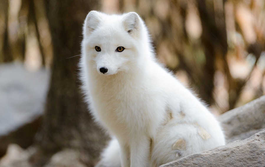 Raposa-do-Ártico - Saber Atualizado