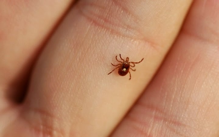 The Agatelady: Adventures and Events: All About Ticks