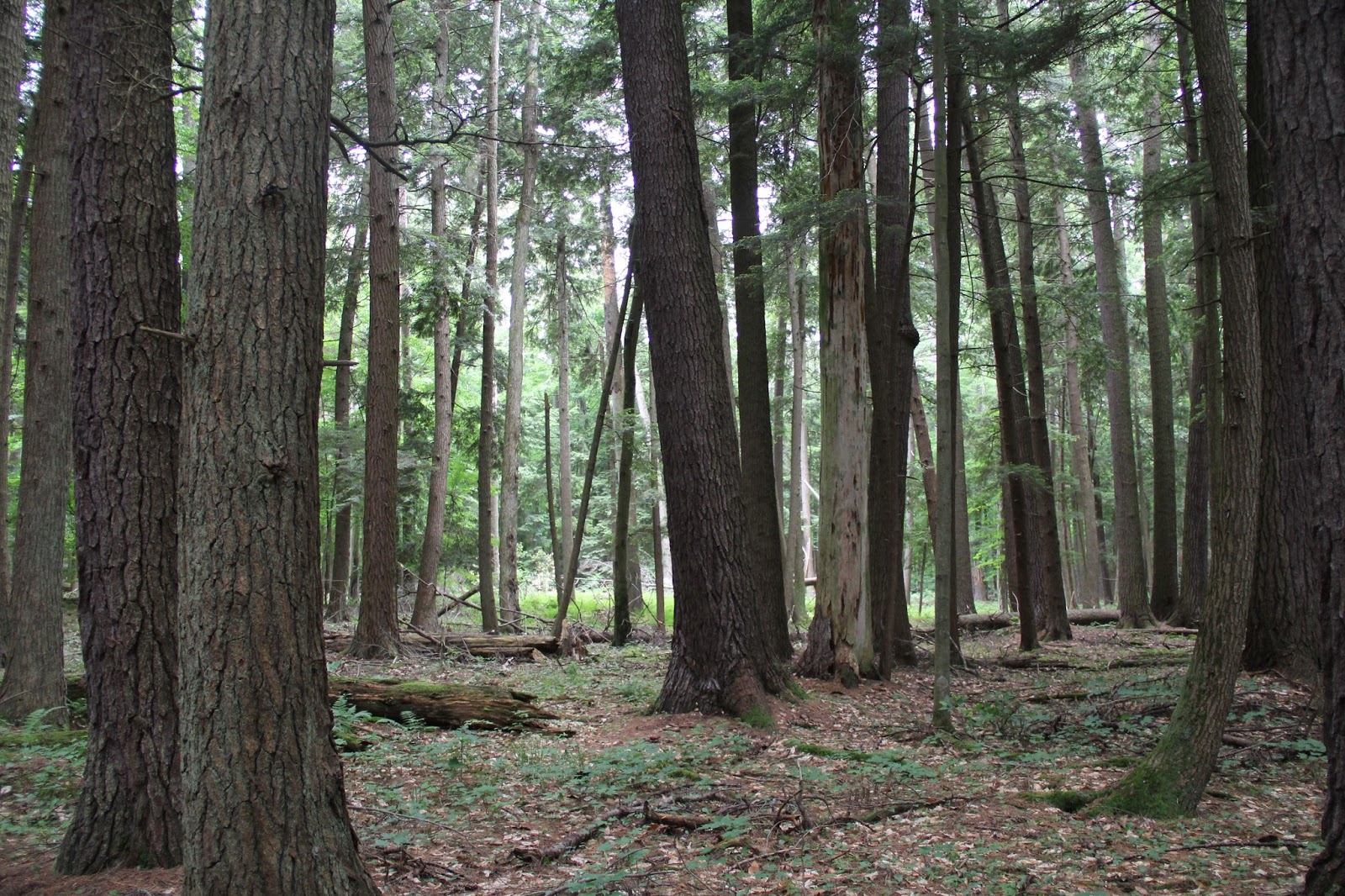 Isabella Conservation District Environmental Education Program: Field ...