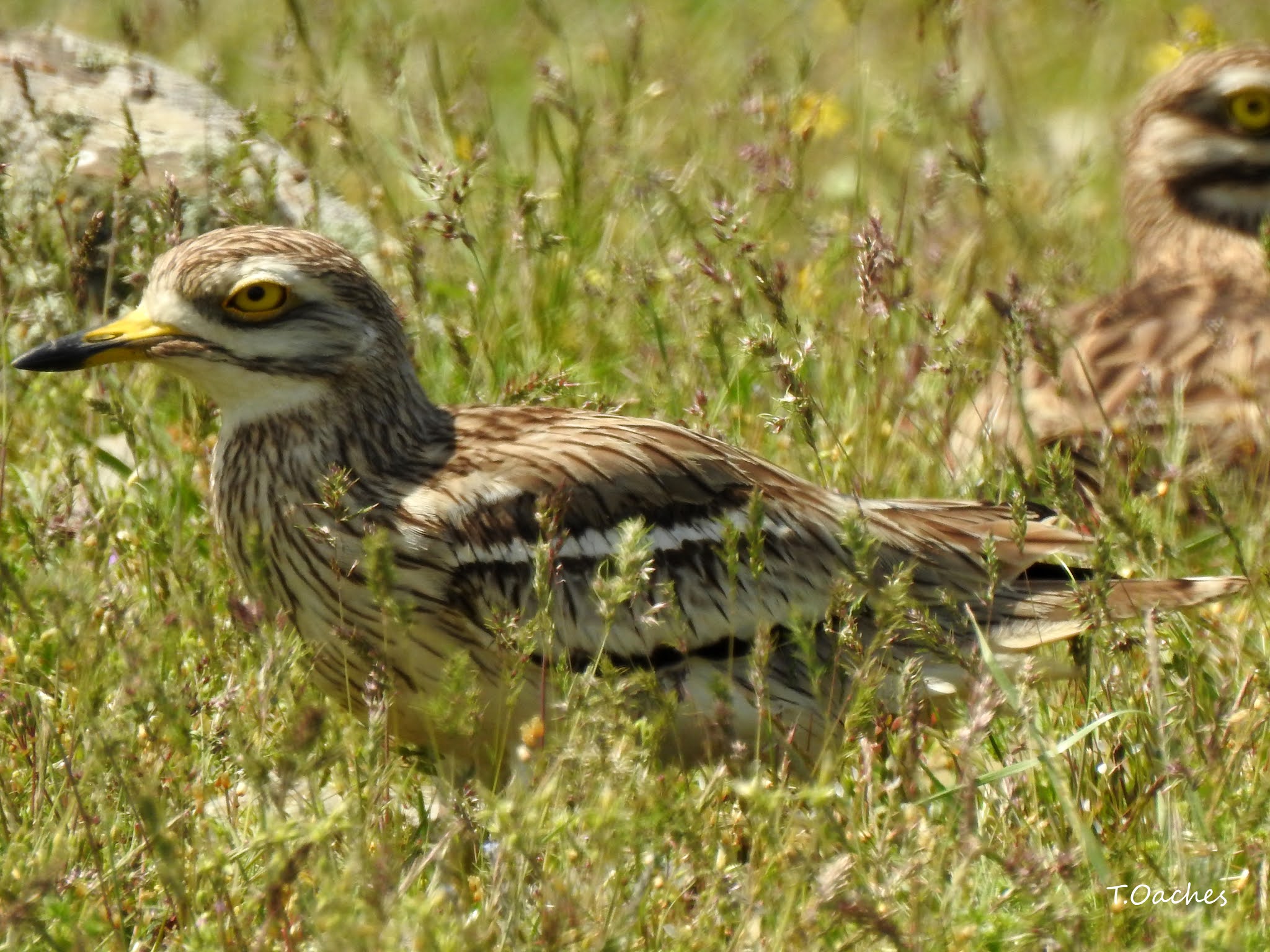 PASARI DIN ROMANIA: mai 2017