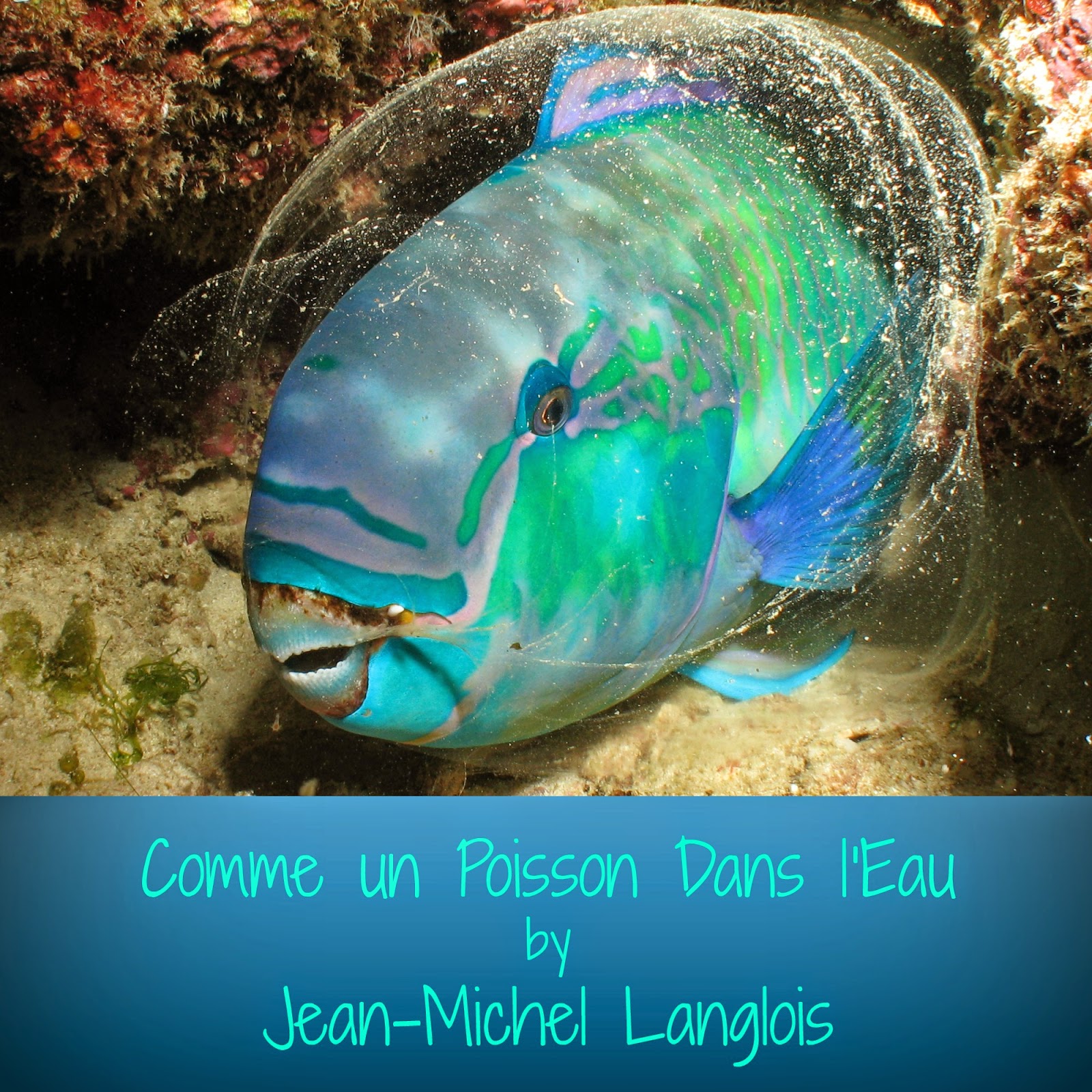 My Sweet Mauritius: COMME UN POISSON DANS L'EAU #2