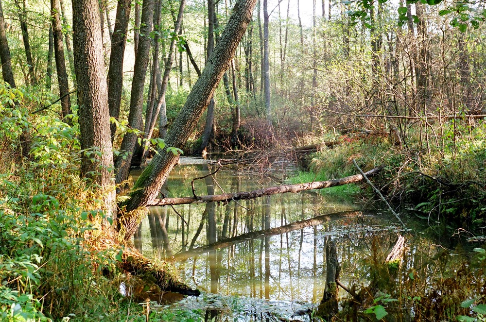 Świętokrzyskie Włóczęgi : Krasna – rzeka, której nie udało nam się dziś ...