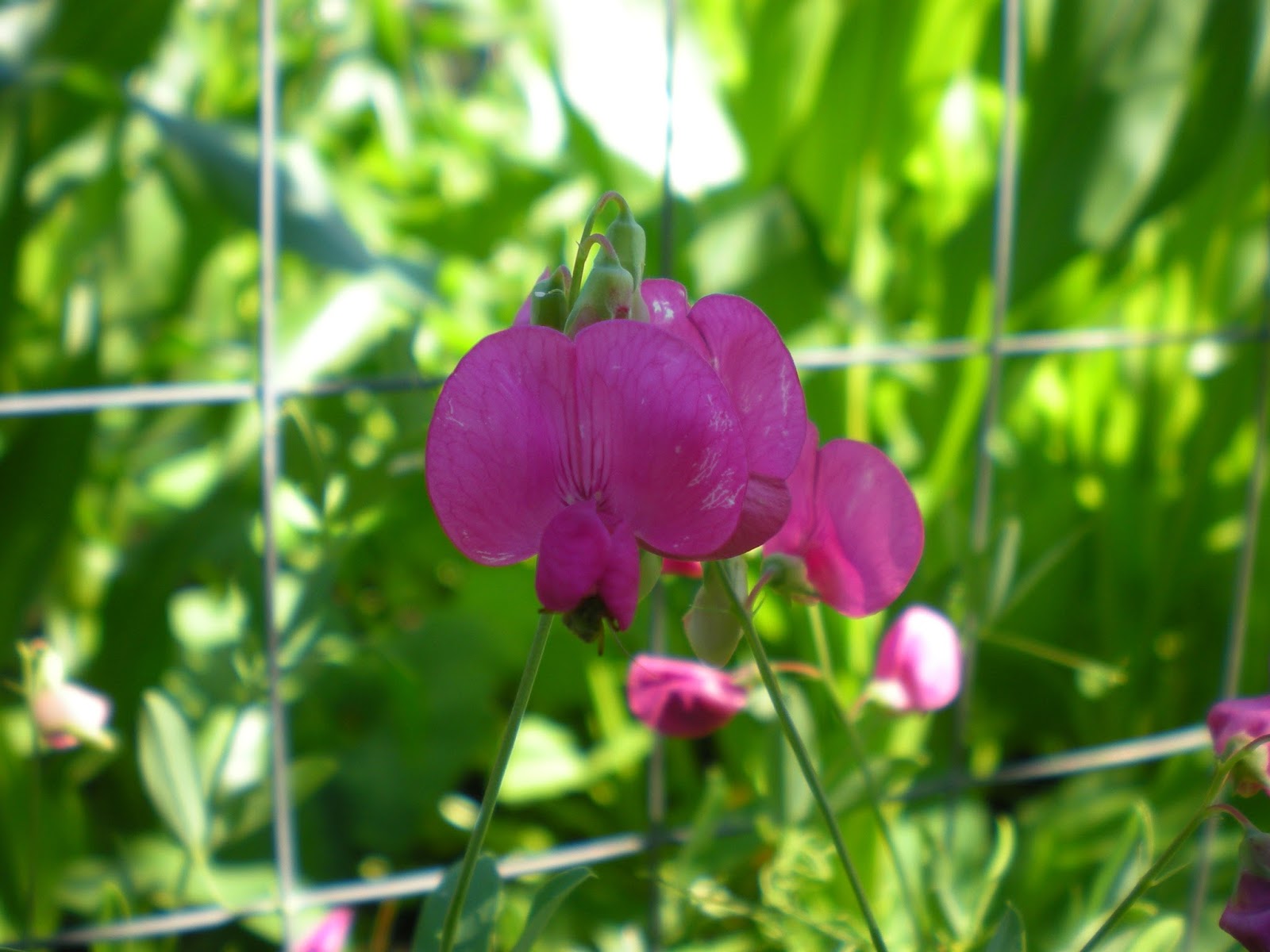 Wild Bean | Dalyana's World