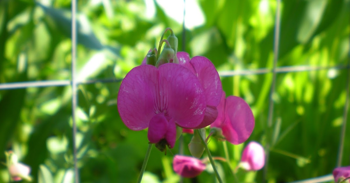 Wild Bean | Dalyana's World