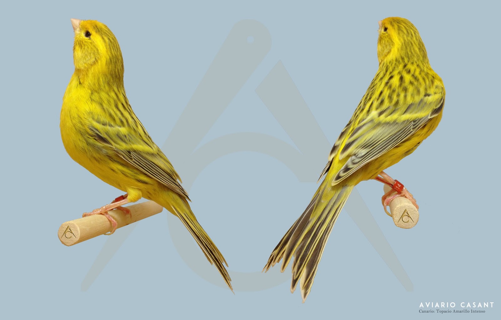 A V I A R I O C A S A N T: Canario Ágata Topacio Amarillo Intenso/Nevado