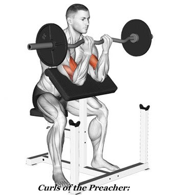 Look Big with Super Biceps: Biceps Workout for Big Arms