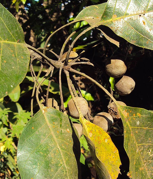Nature Health at Home : The Bahera or Terminalia bellirica for Piles