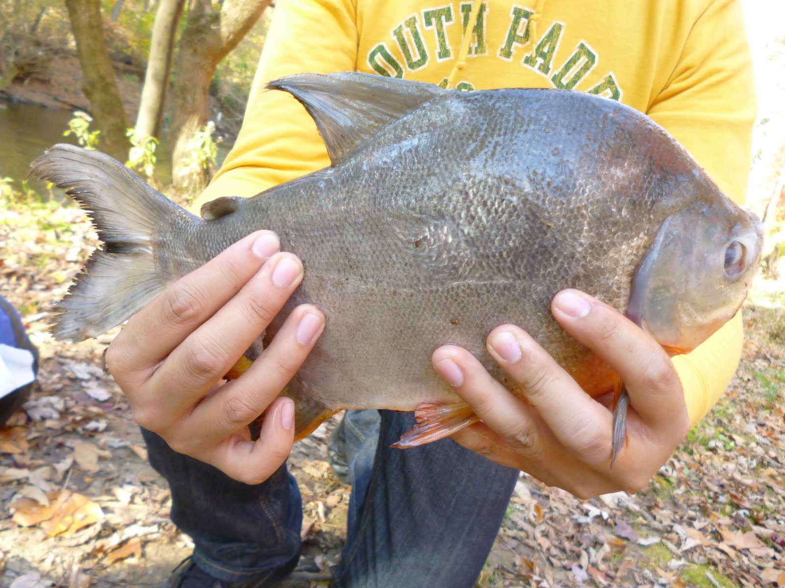 Extreme Philly Fishing: Pacu...in Philadelphia?!