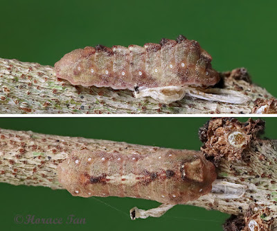 Butterflies of Singapore: Life History of the Banded Royal