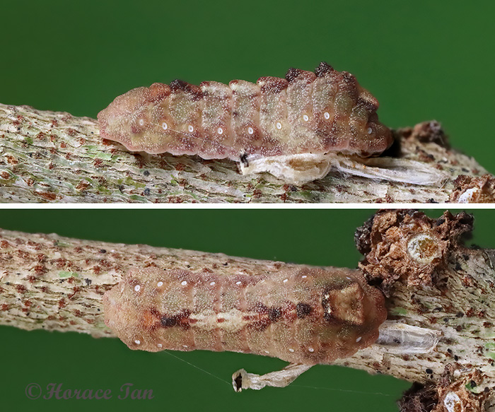 Butterflies of Singapore: Life History of the Banded Royal