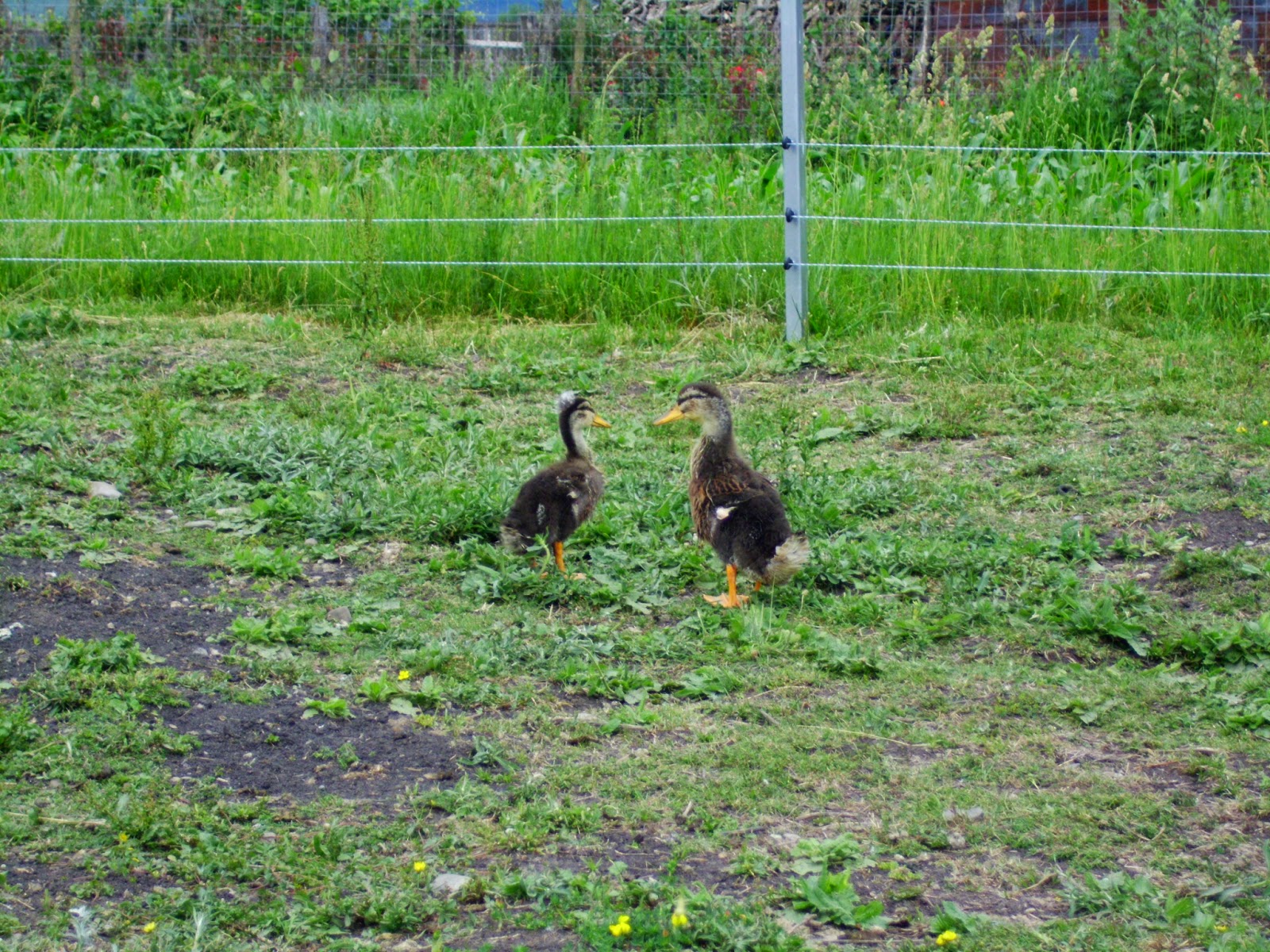 FERMA DE RATE SI GASTE: Rate