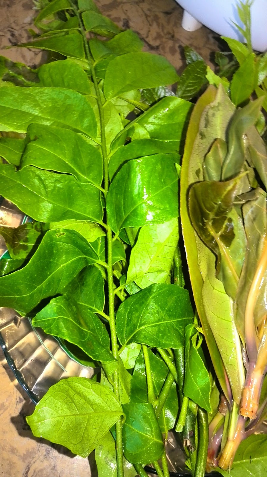 namakucella: ULAM PUCUK SENERUI...PUCUK PUTAT...PUCUK ULAM RAJA