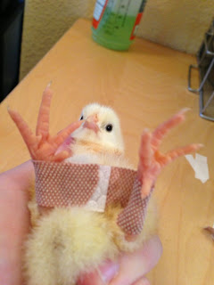 peet chicken: Chick Health: Is It Splay / Spraddle Leg, Or Something More?