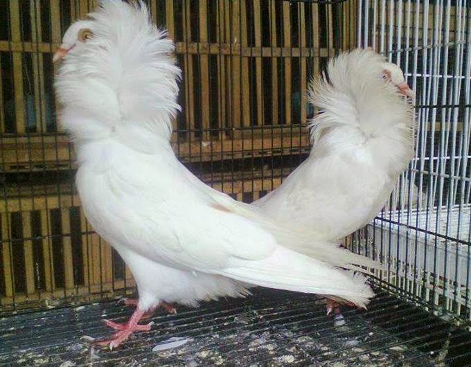 SPESIALIS MERPATI: MERPATI JACOBIN