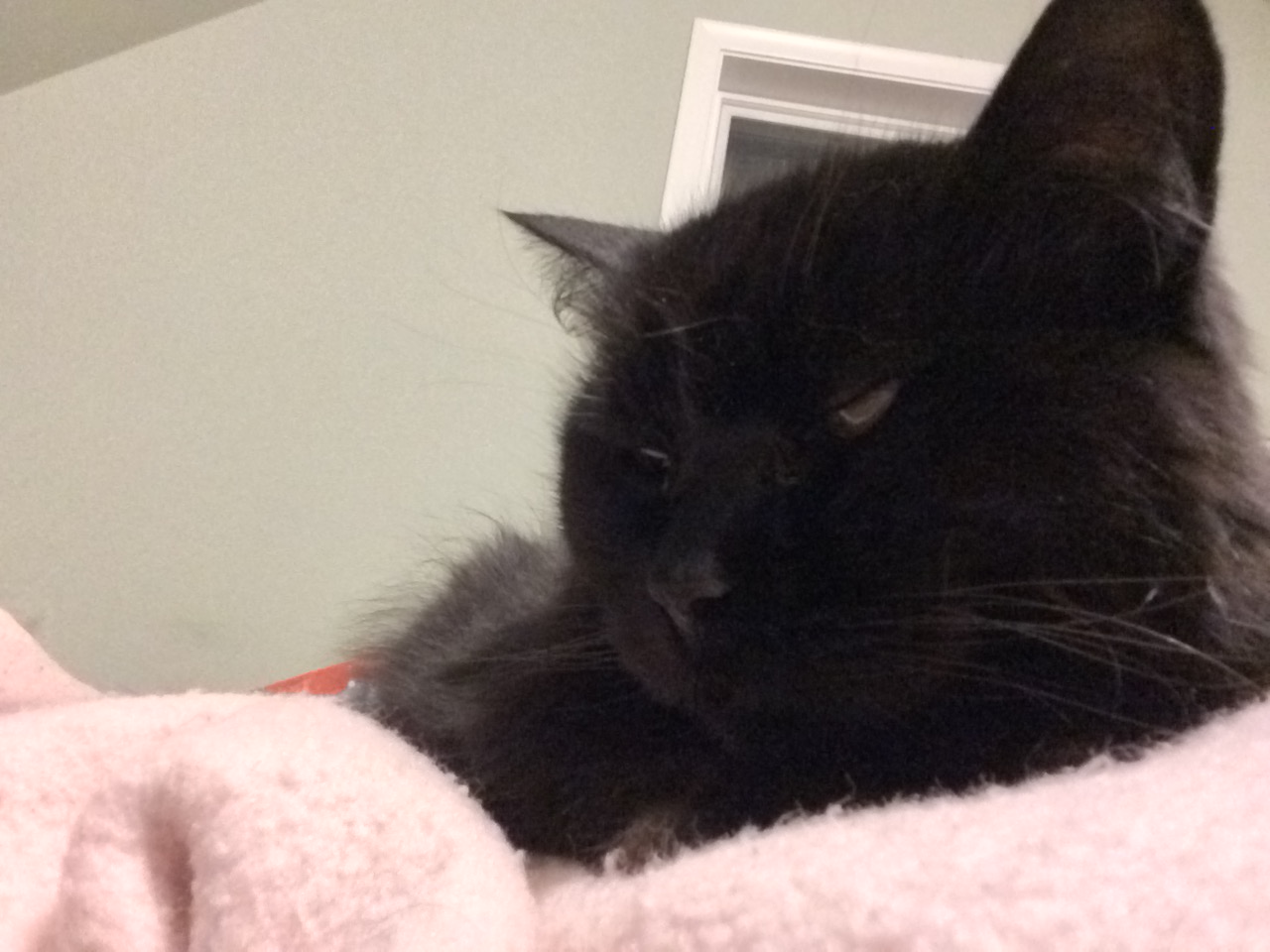 Cat's Eye: Manly Cat