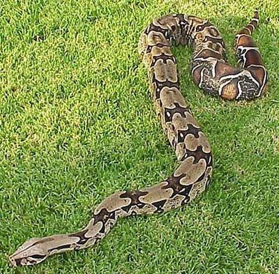 Ofidico: Boa Constrictor