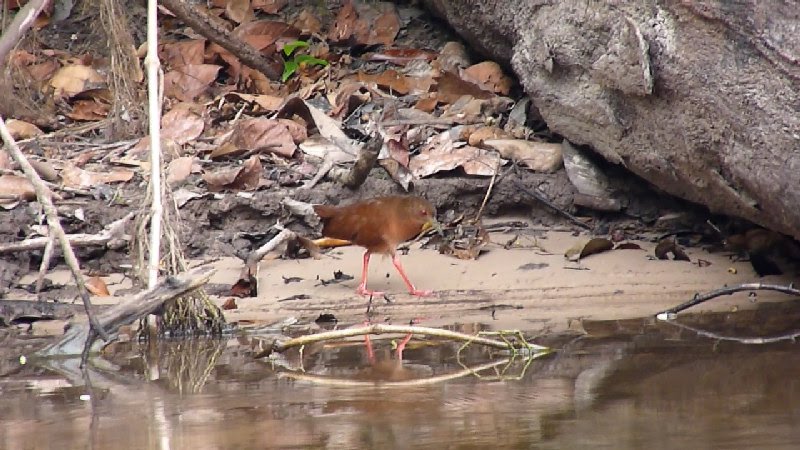 New Alta Floresta birds: Waterbirds and waders