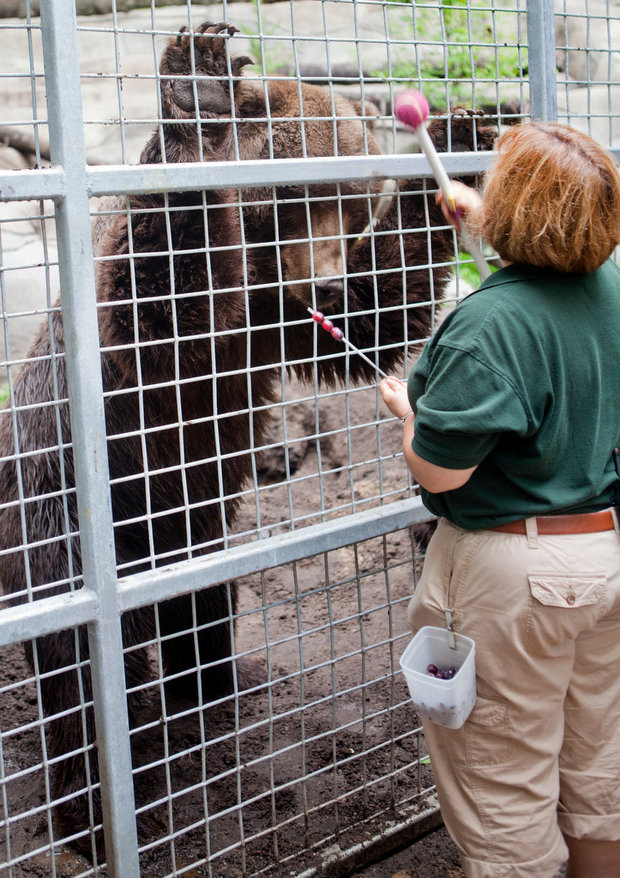 Trabajar en el zoo: Cuidados del oso pardo