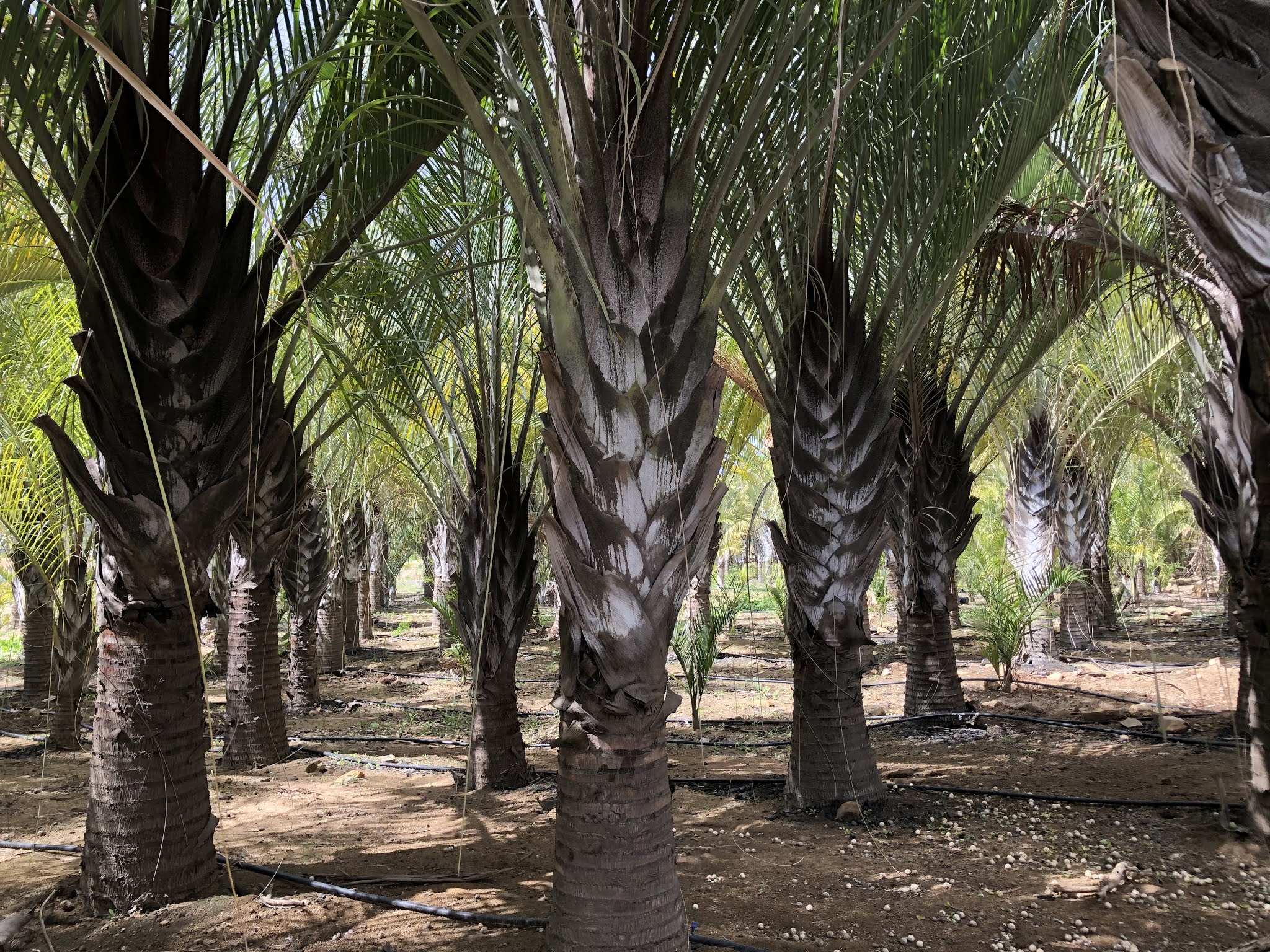 Gregory Palm Farms : TRIANGLE PALMS ALL SIZES GROWN HERE AT THE GREGORY ...