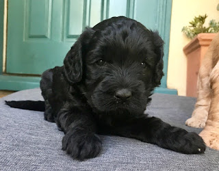 Golden Gate Labradoodles: Authentic Australian Labradoodles