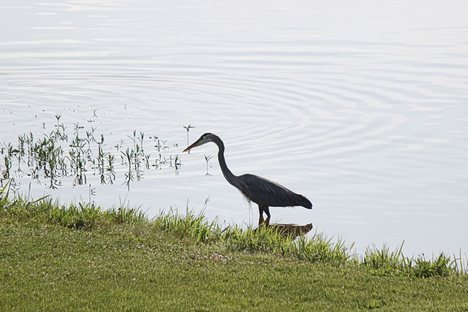 Crane Catching A Fish - 8 Photos
