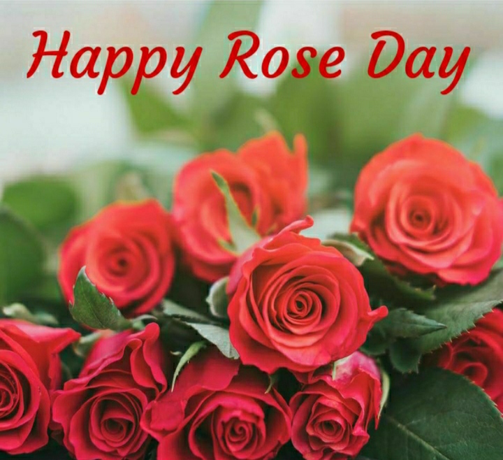 Rose day special-Best quotes,Images, messages and status for WhatsApp ...