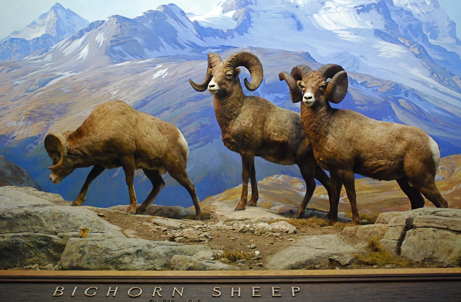 NYC ♥ NYC: Artful Dioramas of North American Mammals at the American ...