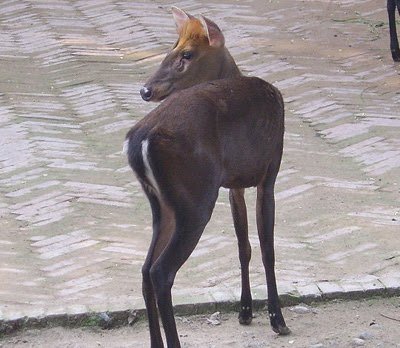 Synapsida: All the World's Deer: Muntjacs