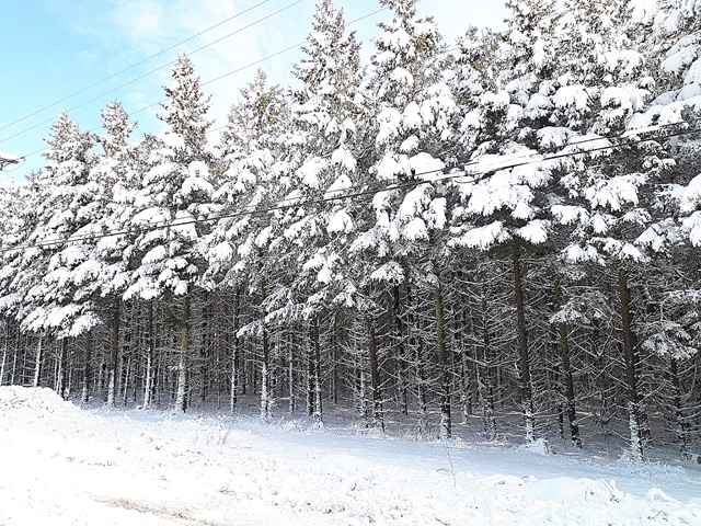 Elder Tyler Haslam: Week 80 - Still in Kentville - 20th Birthday!