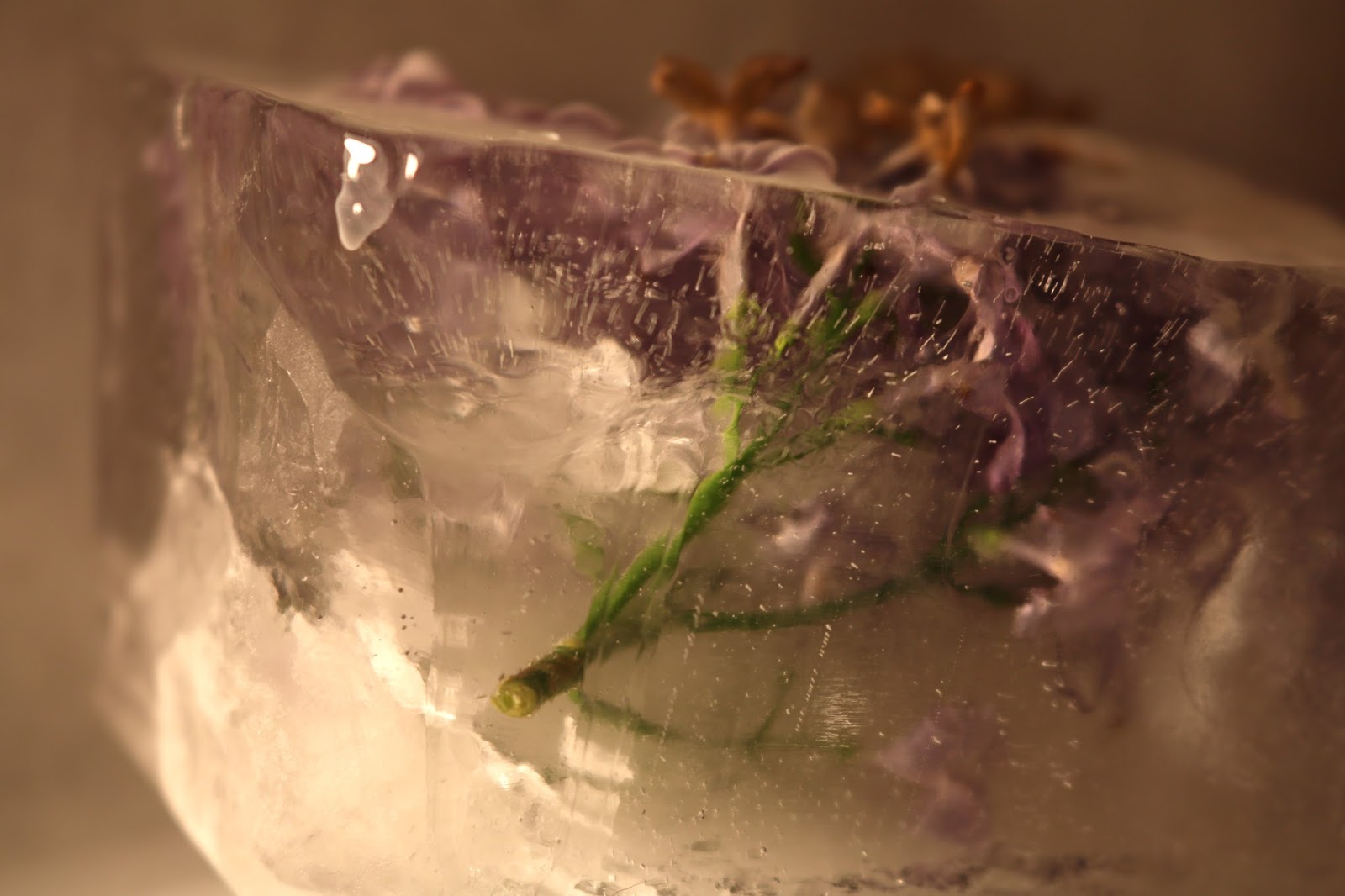 Jessica's Photography