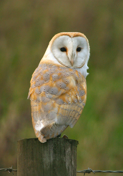 The Wild Life Review: The Barn Owl
