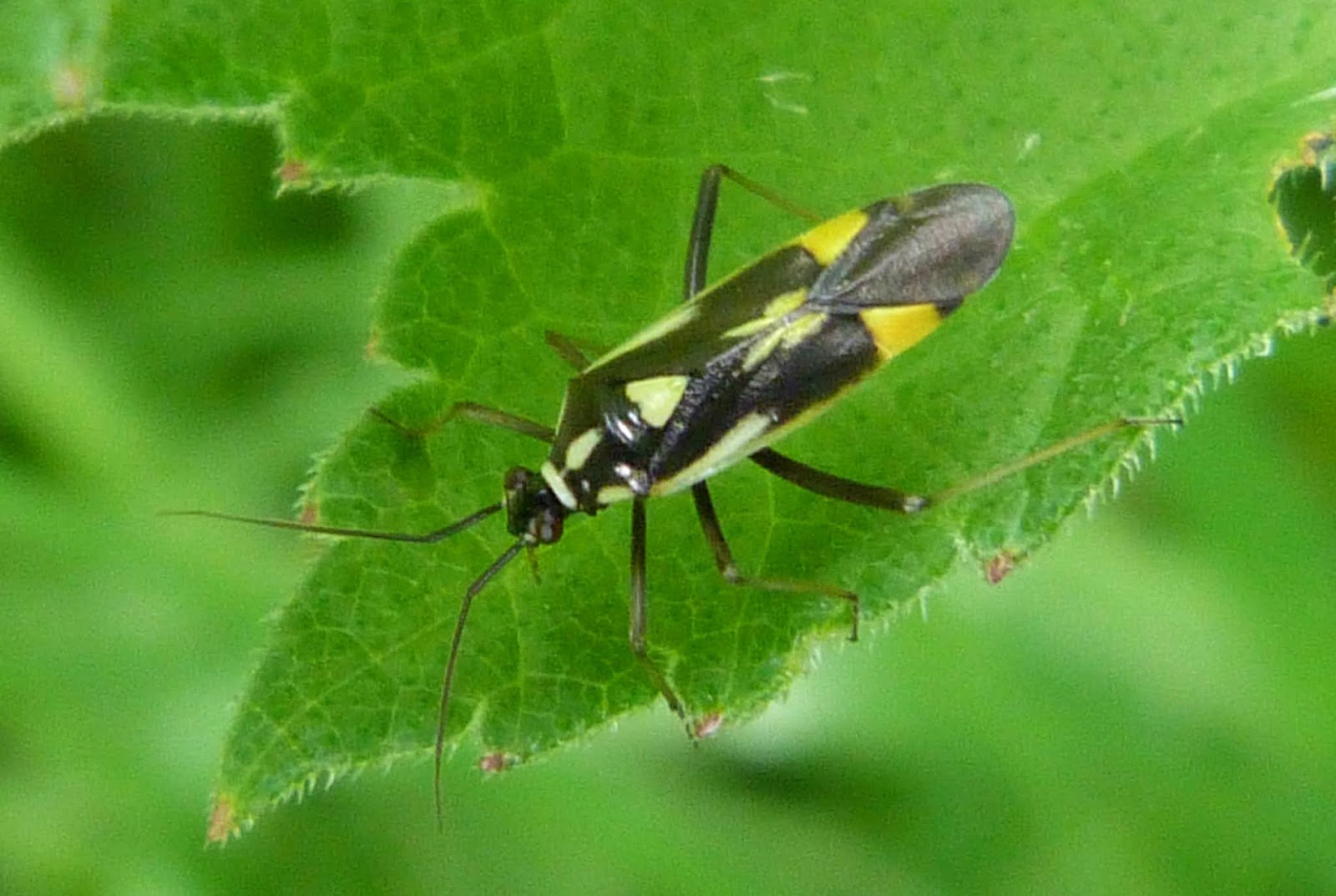 Insects of Scotland: True Bugs