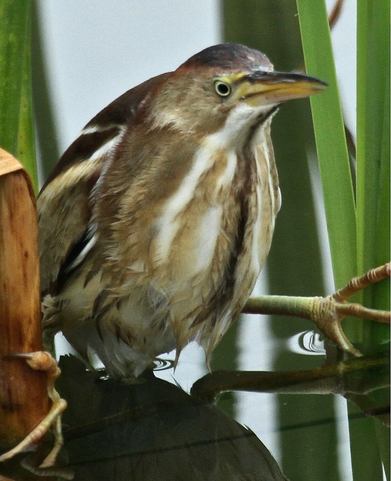 LEAST BITTERN