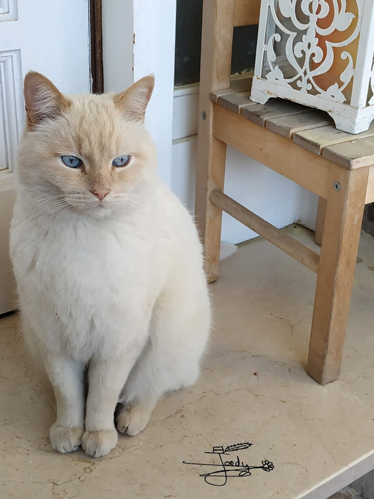 FOTOGRAFIANDO: Gato Posando