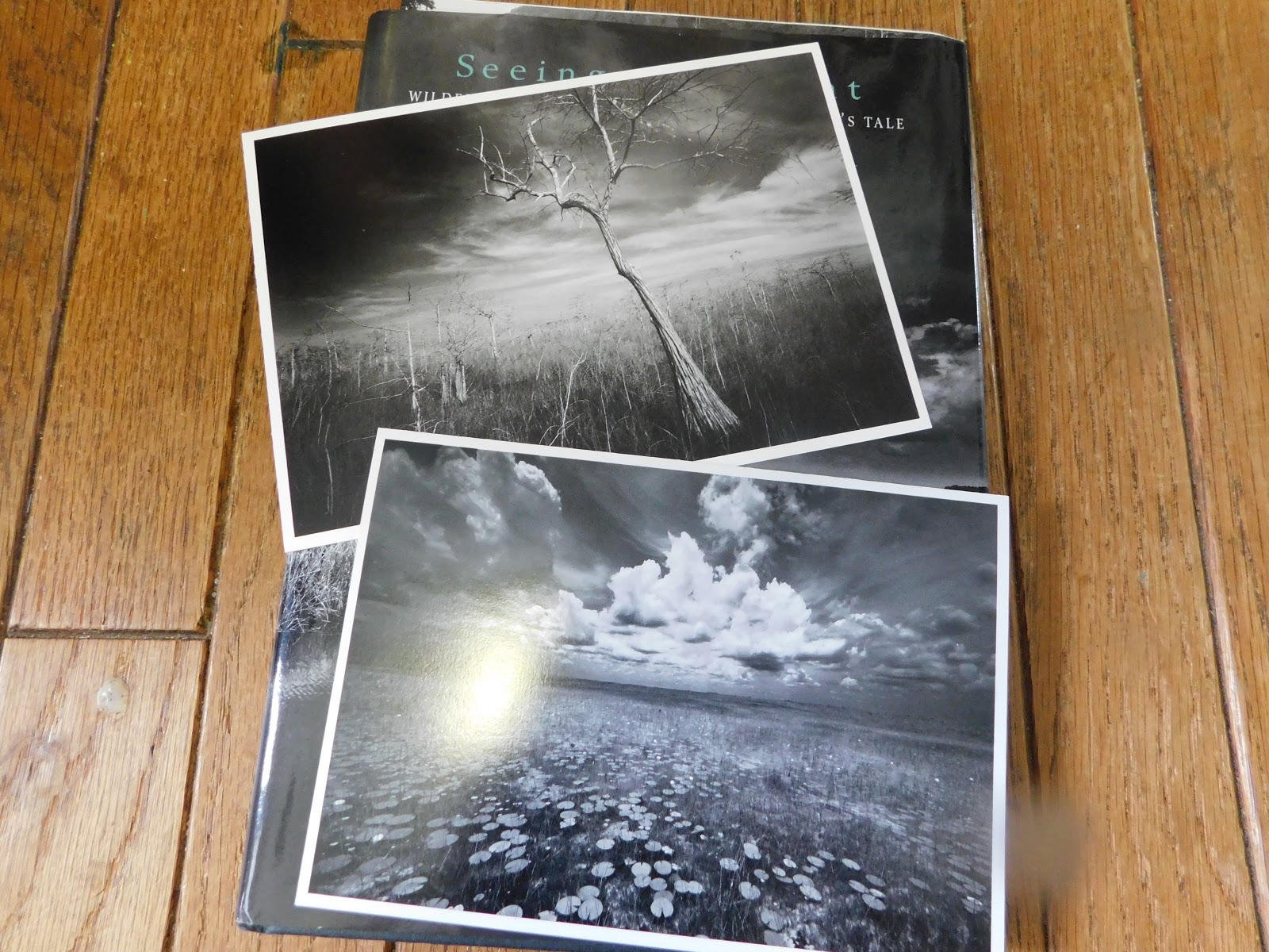 A Year Outside The Python: Clyde Butcher: American Photographer, Artist ...