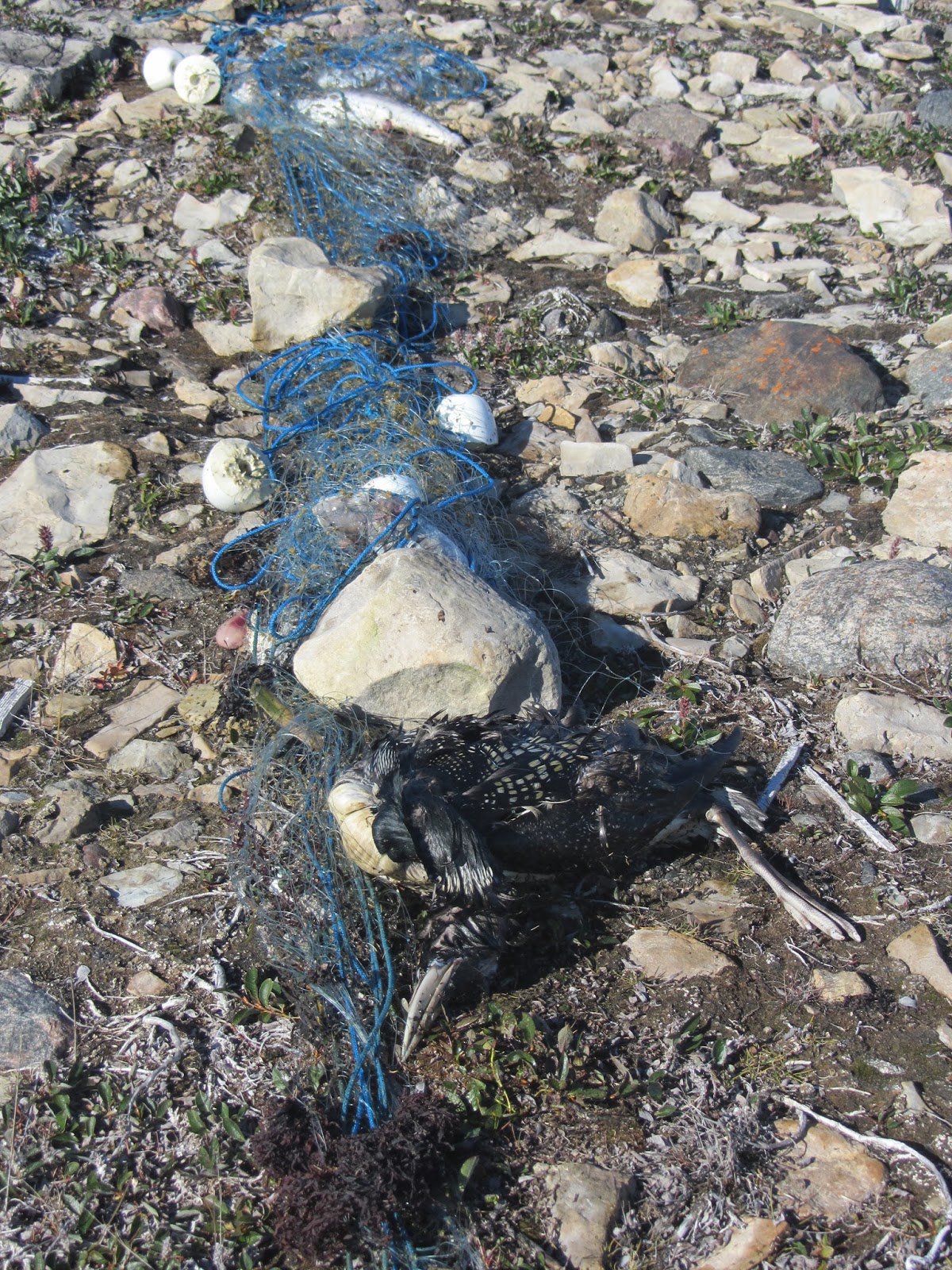 run, gloria, run!: trying to save the loons