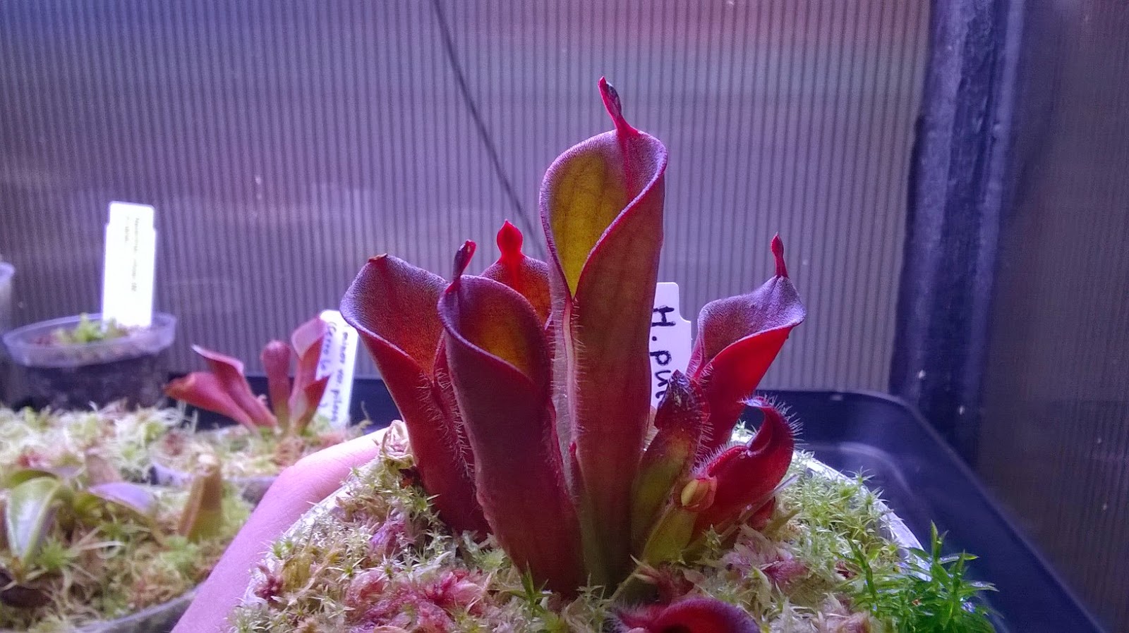 Project 'Tepui' Chronicle