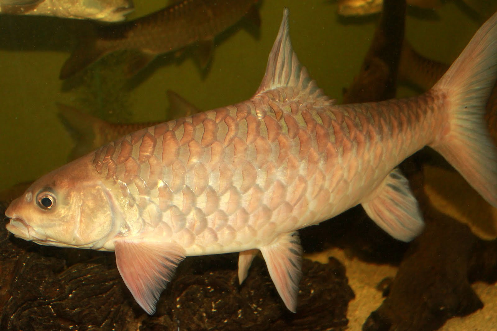 Hantu Laut: Dewa, Ikan Keramat yang Langka dan Bernilai Jual Tinggi