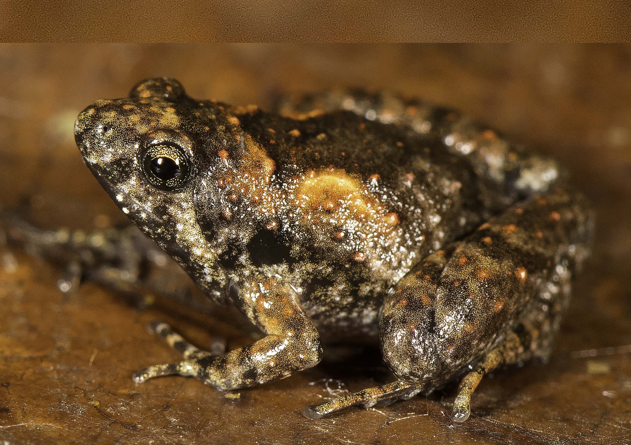 Species New to Science: [Herpetology • 2021] Microhyla sriwijaya • A ...