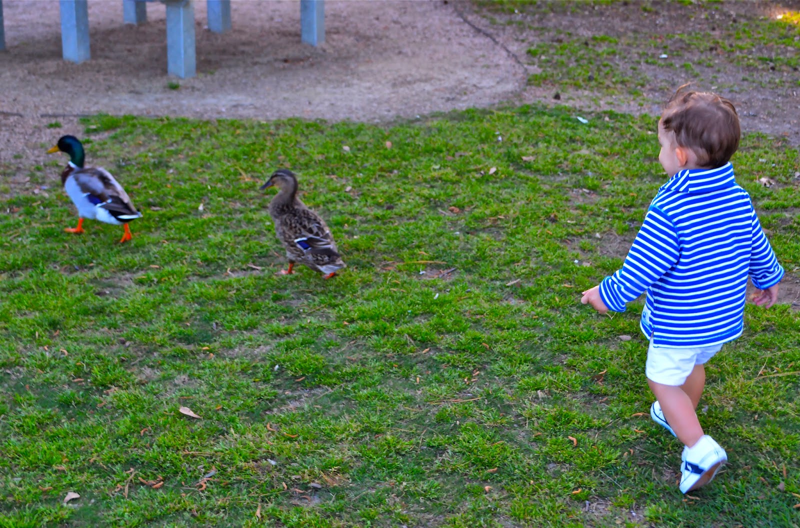 Chasing ducks and bubbles. | Mr. and Mrs. Powell