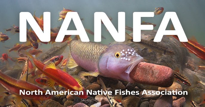 Troutrageous! Fly Fishing & Tenkara Blog: North American Native Fishes ...