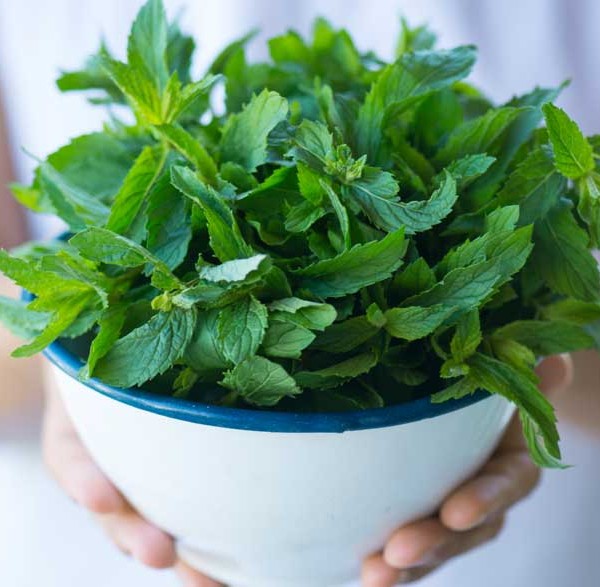 La storia della Menta