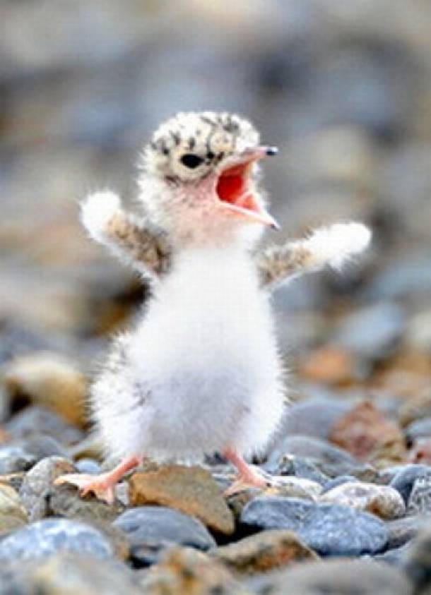 Funny and Wild Animals : Funny Animals Best Of