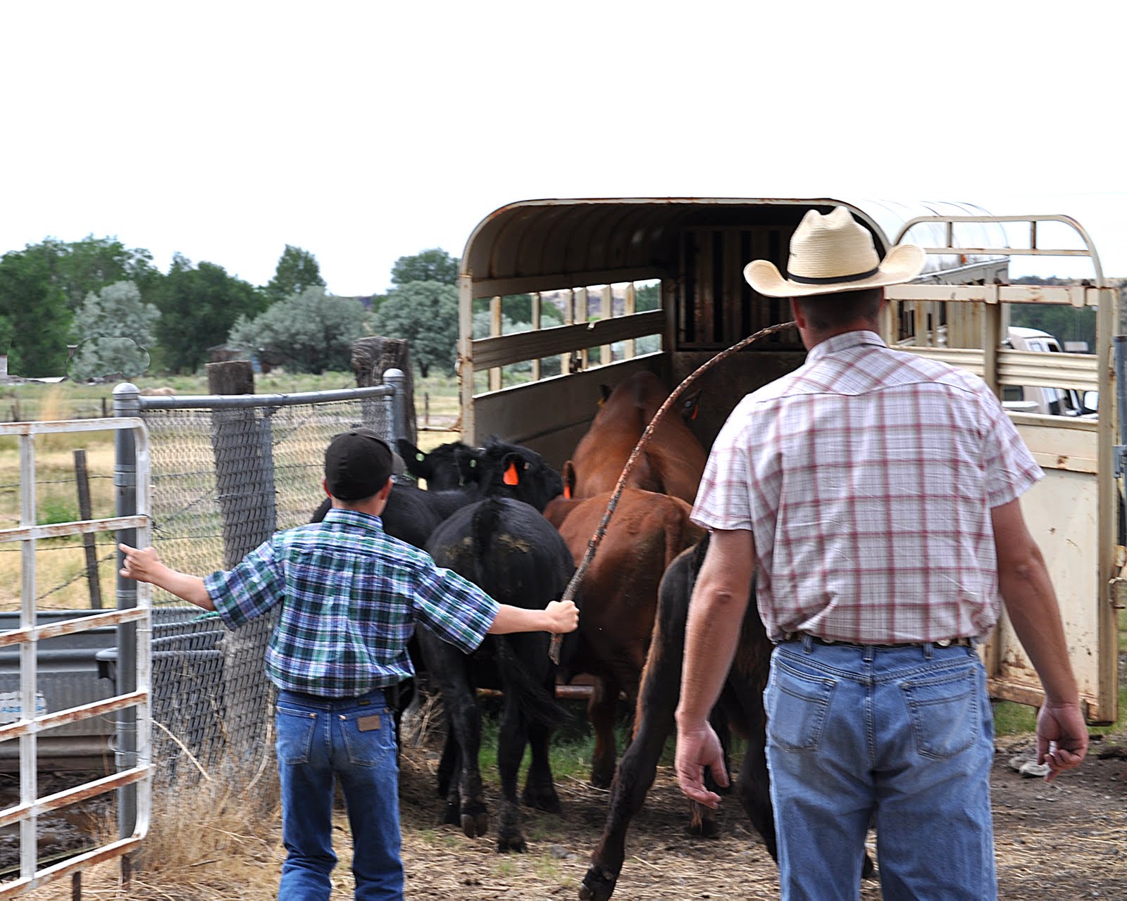 Wranglers and Ribbons: When Kids Gather Cows