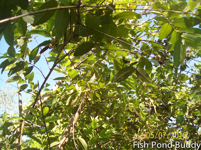 Fish Pond Buddy: Common Medicinal Plants, Fruits, Trees in the Fish Farm