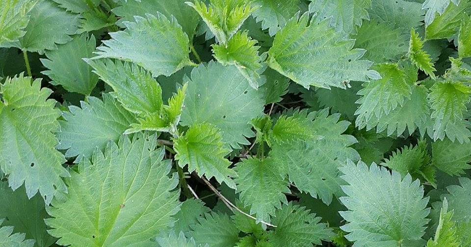 Min Kreative Verden: Brennesle- og skvallerkål-suppe, oppskrift