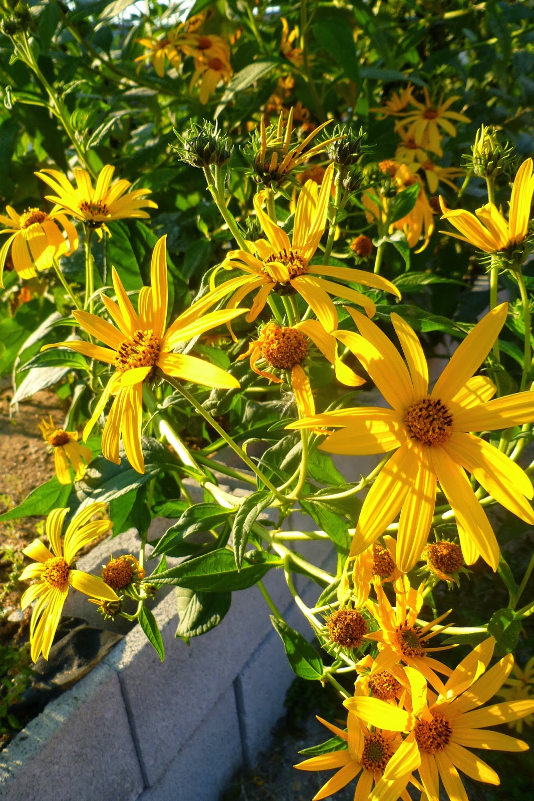 Grow. Eat. Mix. Drink.: Sunchoke