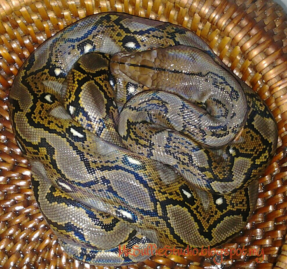 MrSuffie Studio: SI ULAR SAWA BATIK YANG CANTIK...